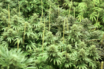 Study: Marijuana prevents spread of cancer - Salon.com