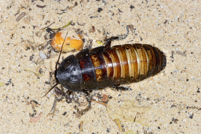 Weird news: Man dies after live cockroach, cricket, worm eating contest ...