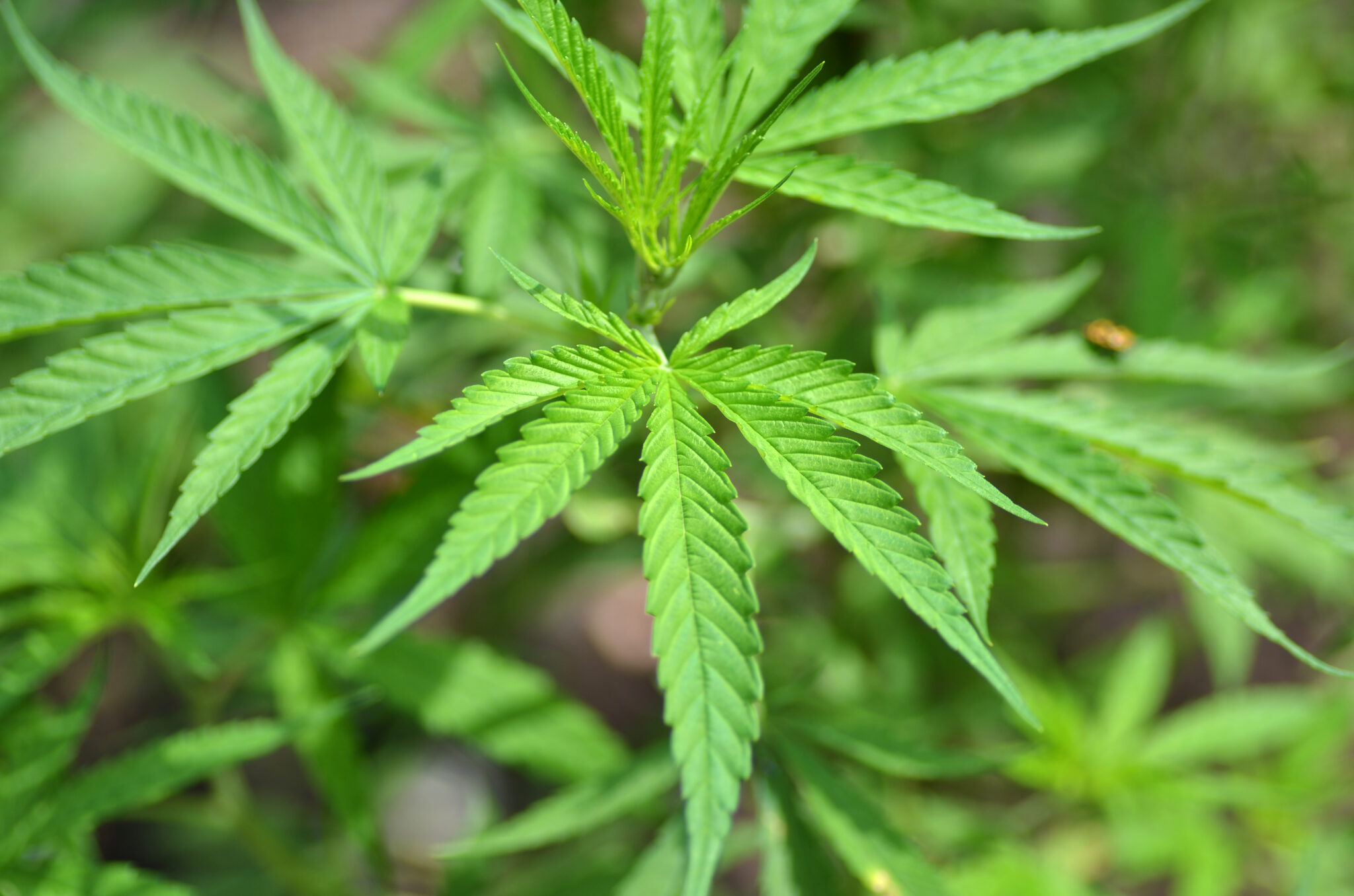 For the first time a majority of Americans support legalizing pot ...
