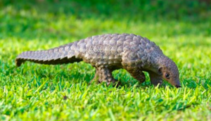 Wealthy Chinese are literally eating this exotic mammal into extinction ...