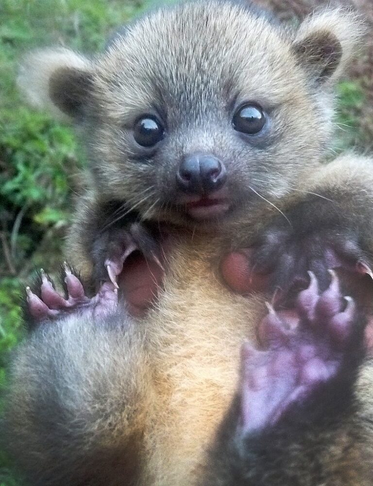 We now have baby pictures of the newly discovered olinguito - Salon.com