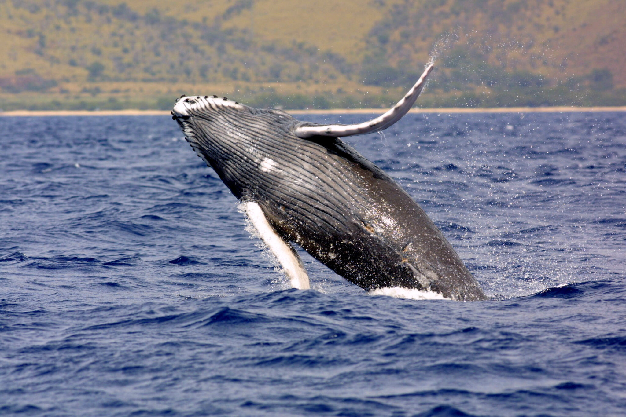 Mysterious whale deaths in Alaska have scientists racing for answers ...