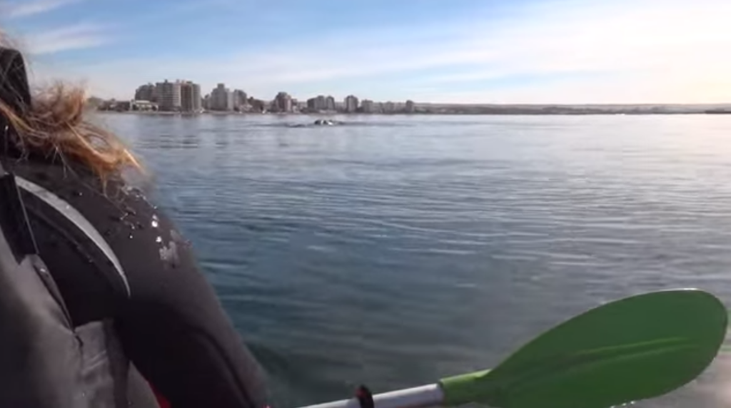 Watch: Kayakers discover what happens when they attempt to paddle over ...