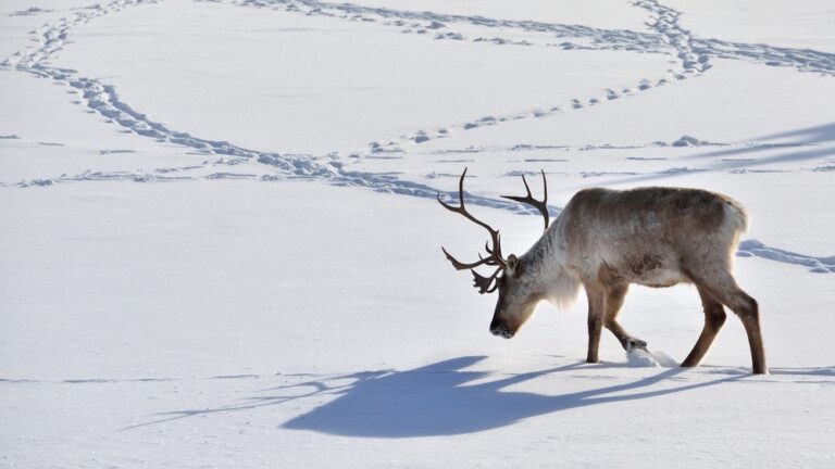 700-year-old virus extracted from Caribou poo - Salon.com