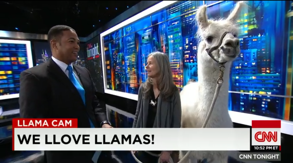 Don Lemon invited a llama onto CNN to prove he fits in - Salon.com
