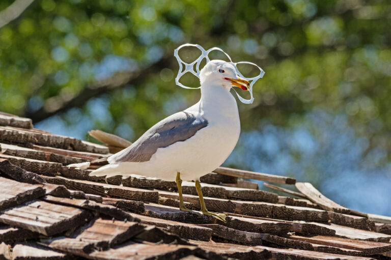 Seabirds keep mistaking plastic pollution for food because it's ...