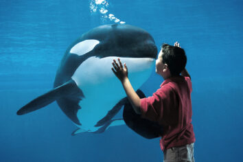 The SeaWorld sea change: Will the marine park's about-face signal a ...