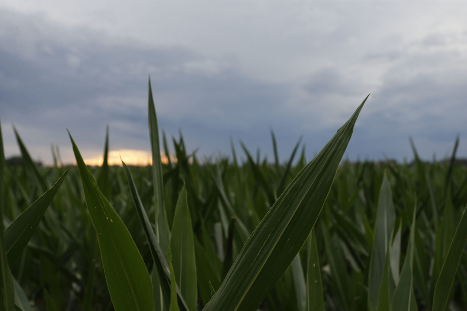 Six charts that illustrate the divide between rural and urban America ...