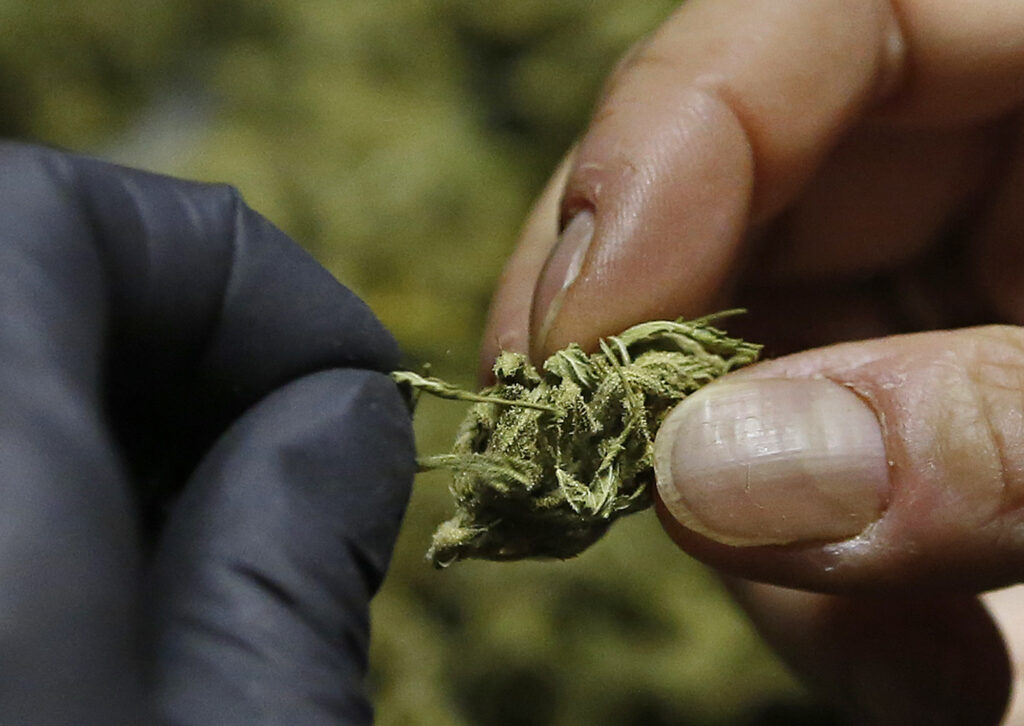 Get up to speed on weed: This book outlines both the history and future ...