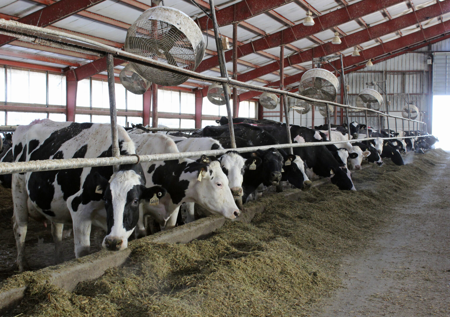 Can this radical approach to dairies save U.S. farms? - Salon.com