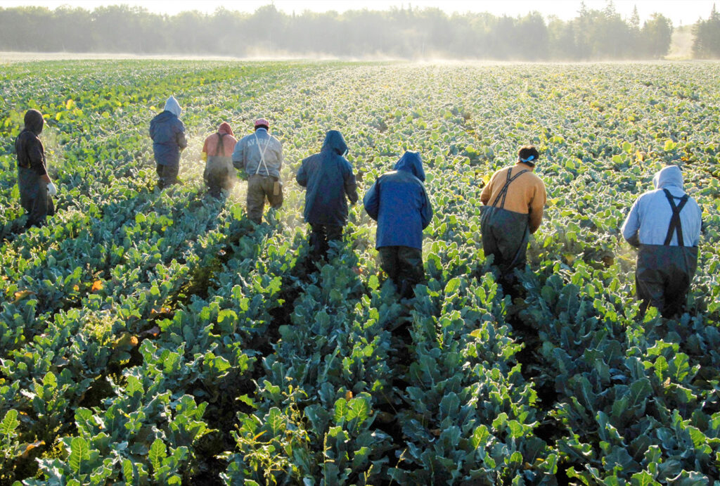 Trump's immigration plans will hurt for farm workers and consumers ...