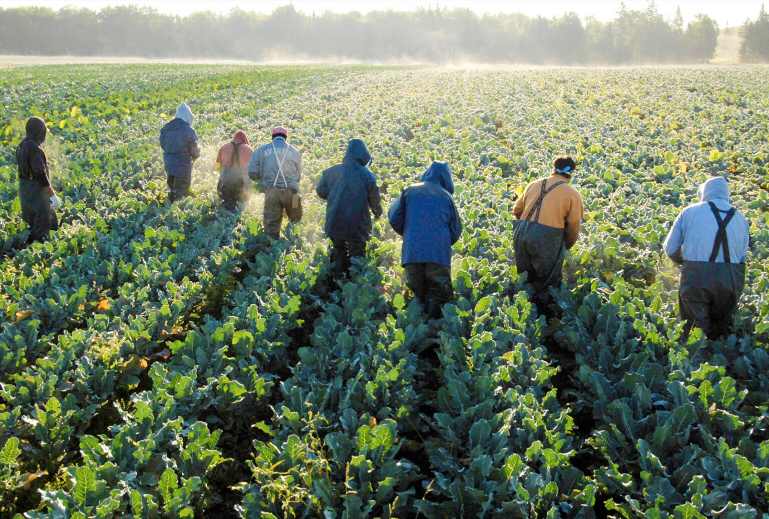 Trump's immigration plans will hurt for farm workers and consumers ...