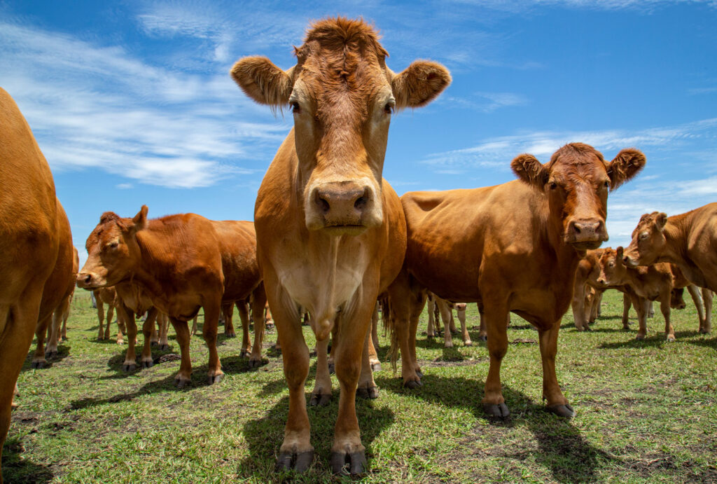 Tensions rise between Trump, cattle ranchers over Argentine beef plans ...