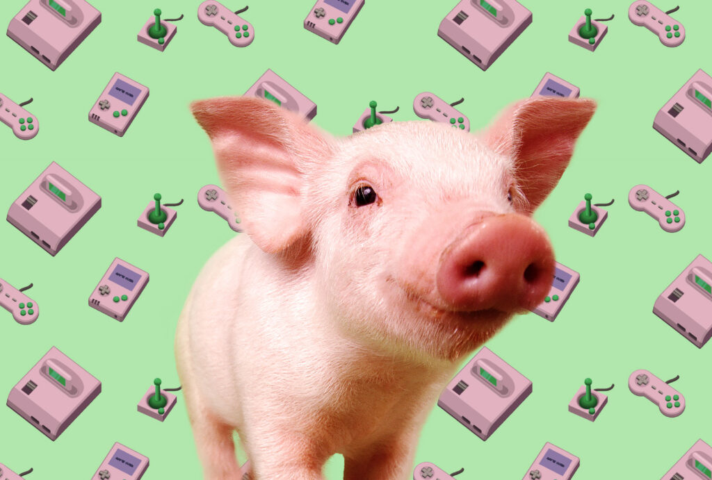 Scientists have successfully taught pigs to play video games - Salon.com