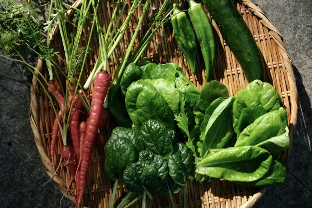 A newbie-friendly guide to starting a vegetable garden - Salon.com