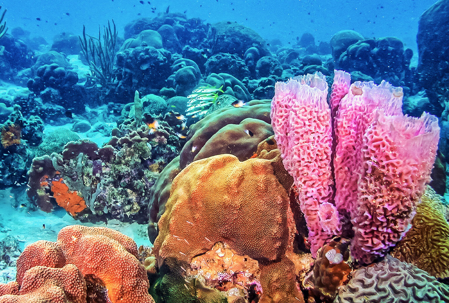 Long thought to be immobile, some sea sponges can actually move — but ...
