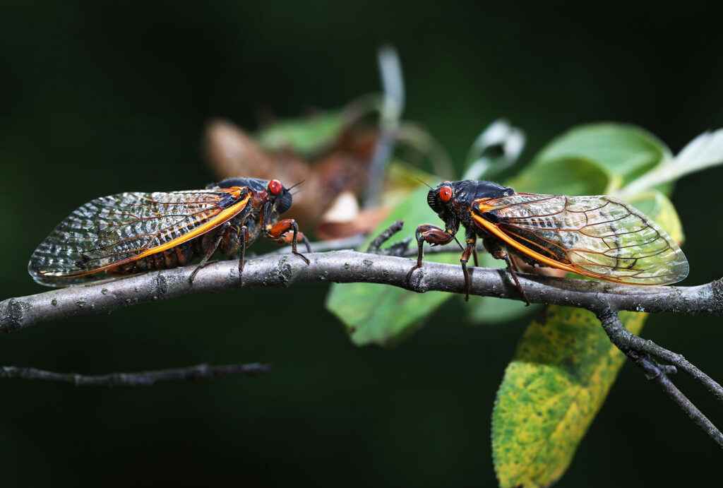 How to eat and cook with cicadas, according to an expert - Salon.com