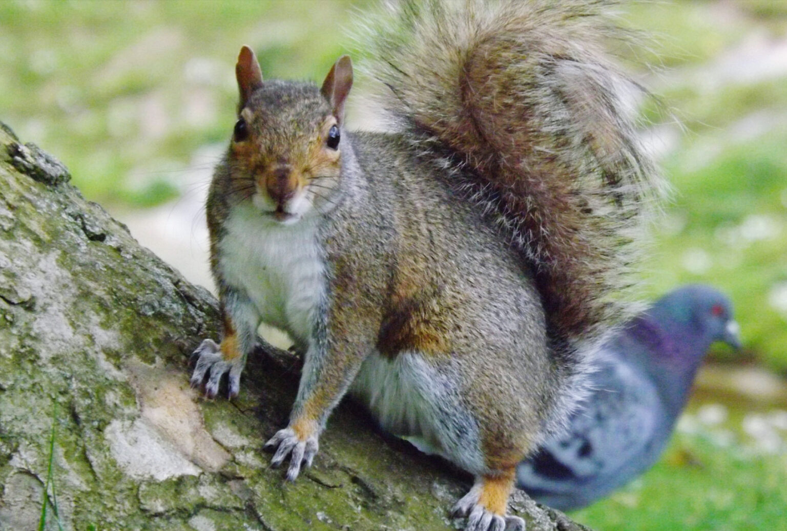 How squirrels cope with stress: New study may offer climate lessons for ...