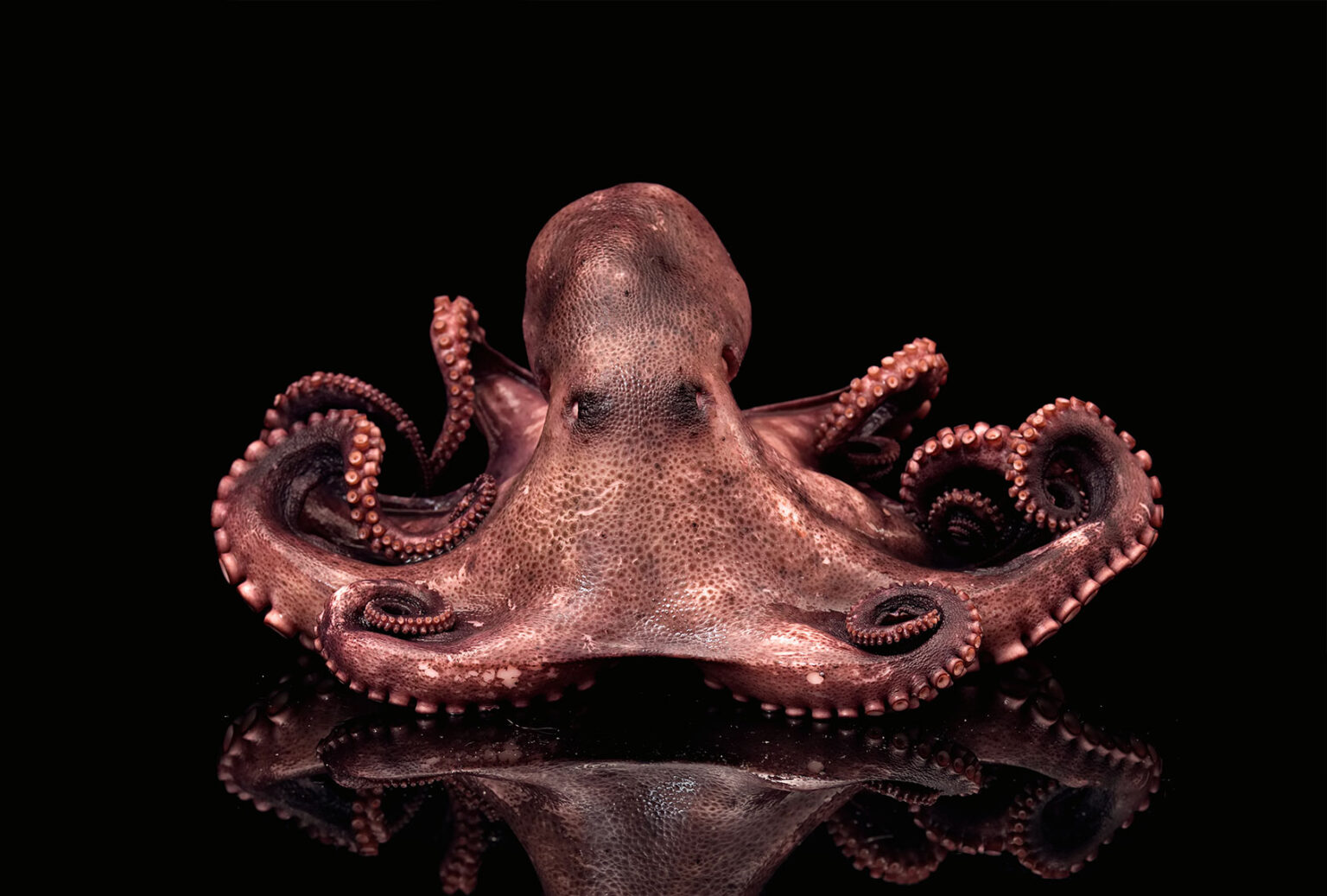 Scientists peered into an octopus' brain — and were astonished at what ...