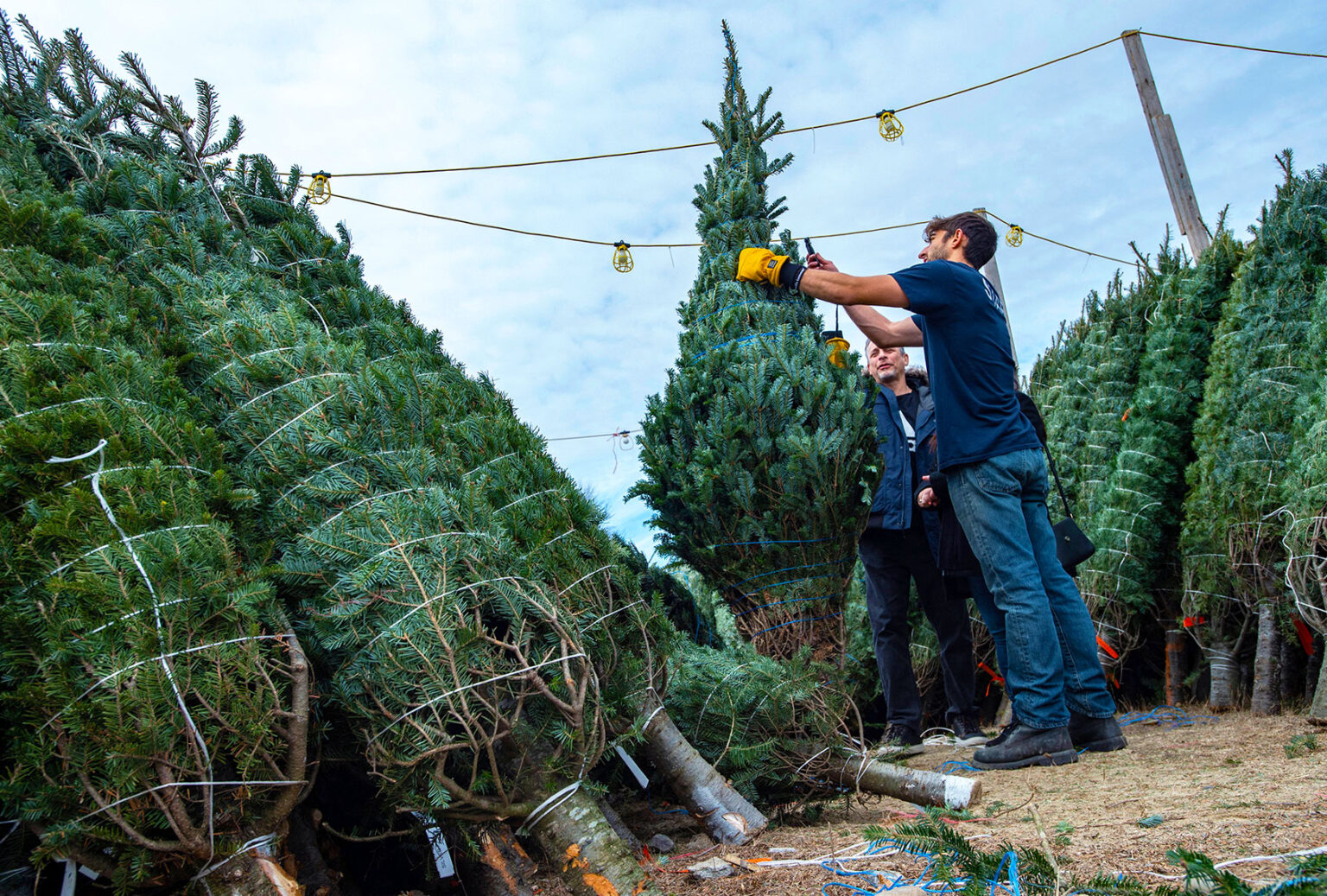 Christmas Tree Farms Archives - Salon.com