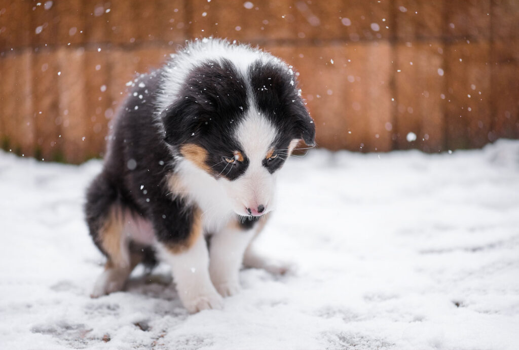 Is the cold hurting my dog's paws? Dog experts explain when to worry ...