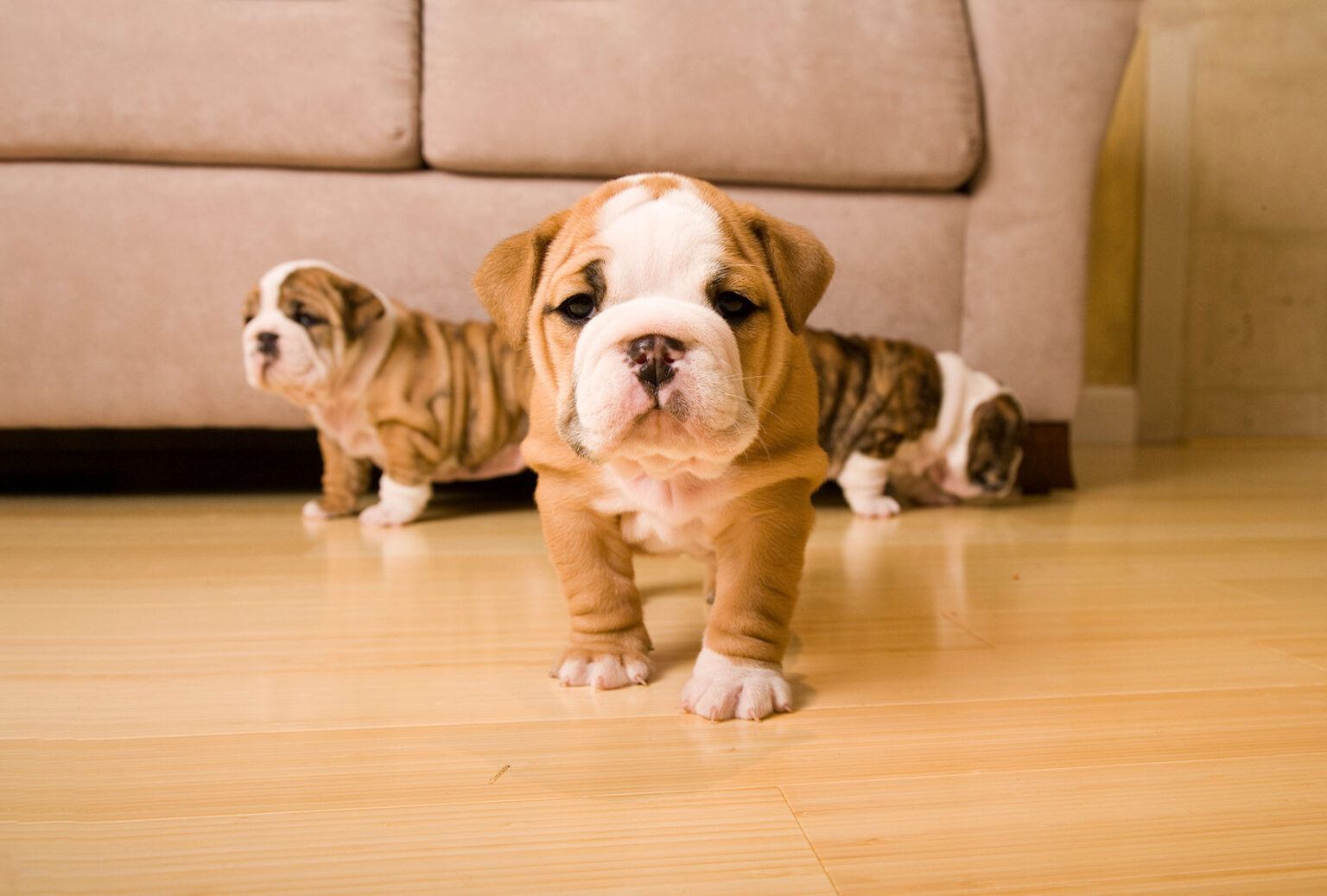 Citing inbreeding, Norway will no longer allow English Bulldogs to be ...