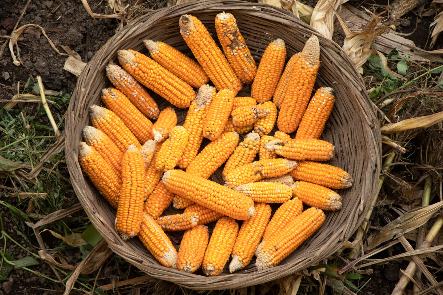 Escalating U.S.-Mexico debate over corn forces questions about GMOs ...