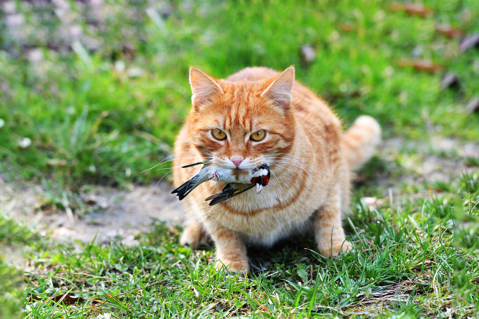 Outdoor cats are an invasive species and a threat to themselves ...