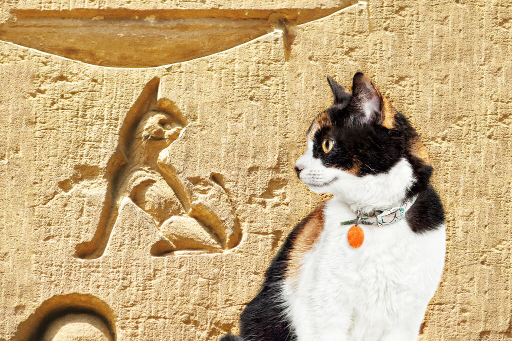 How the evolution of domestic cats traces the history of colonization ...