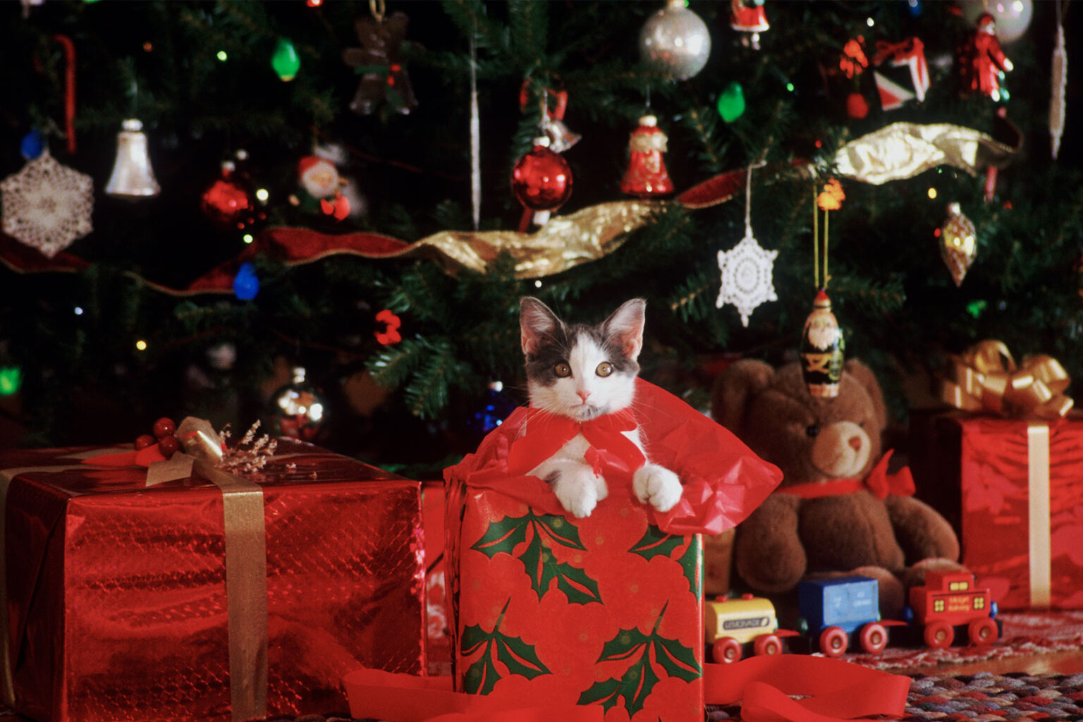 Why your cat is obsessed with destroying your Christmas tree — and how ...