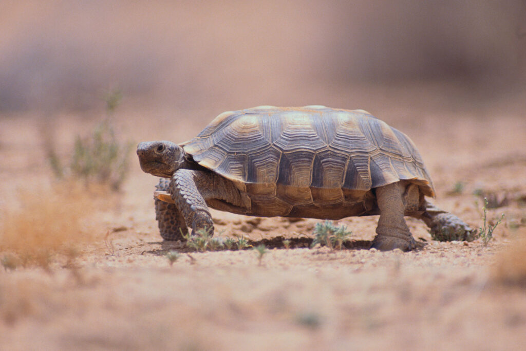 10 Desert Tortoises Five Desert Tortoise Facts You Might Not Know!