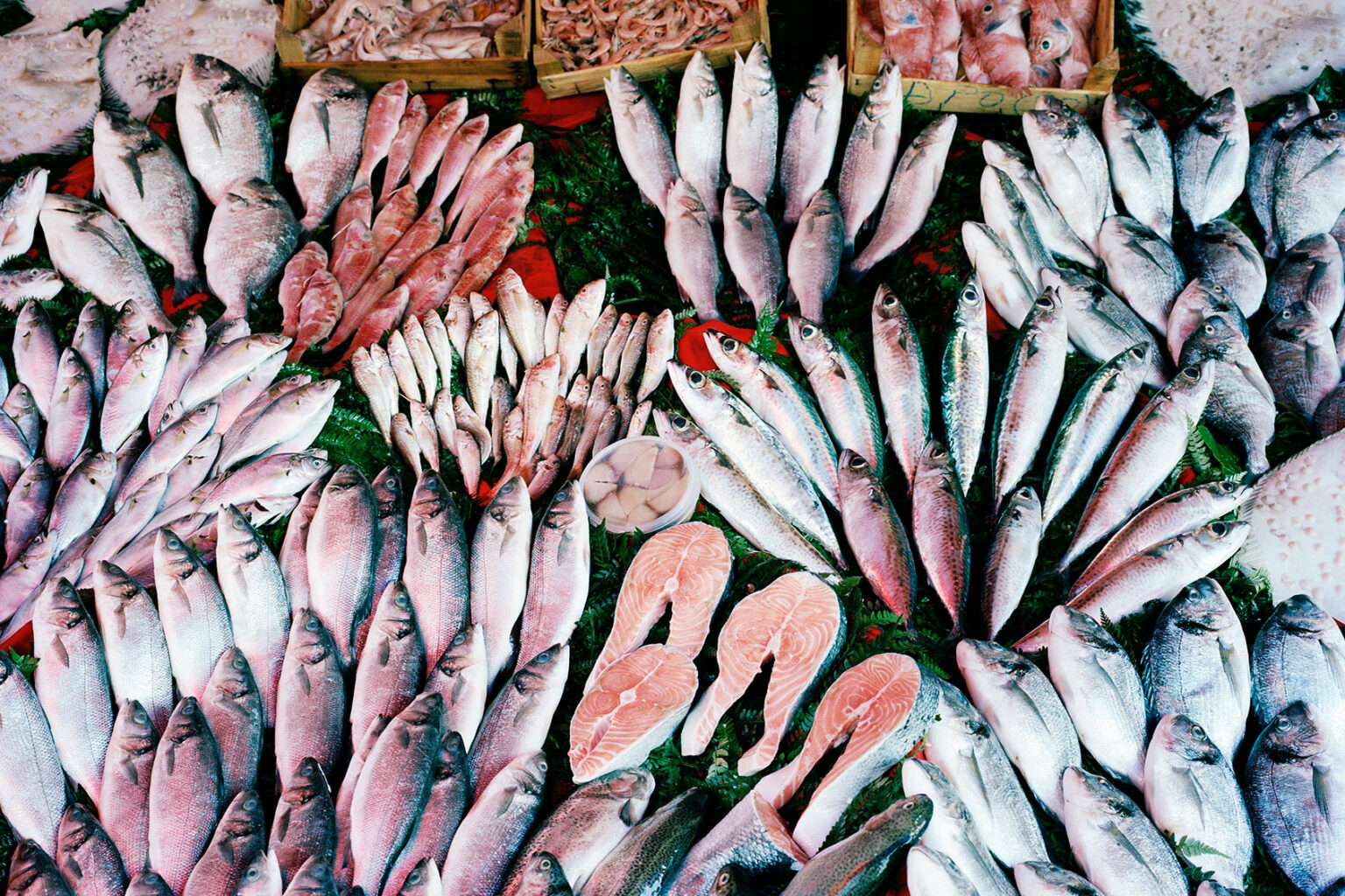 Rules to follow when you buy wild seafood - Salon.com