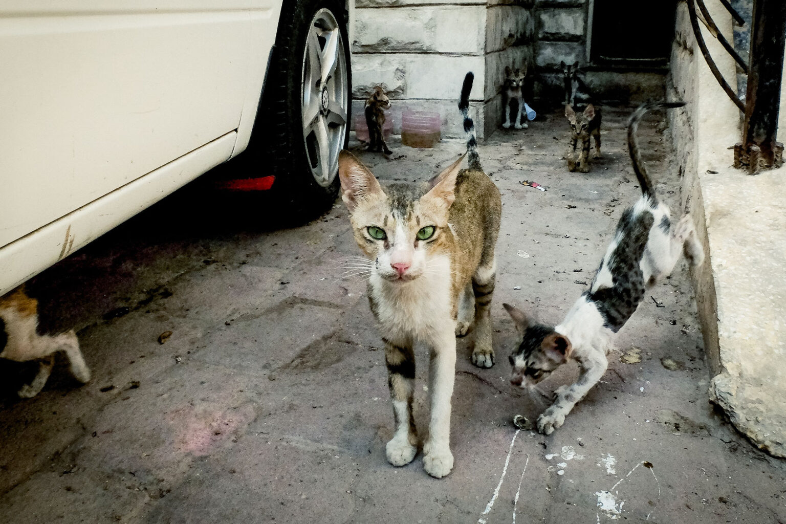 "Trap-neuter-release" programs for feral cats may do more harm than ...