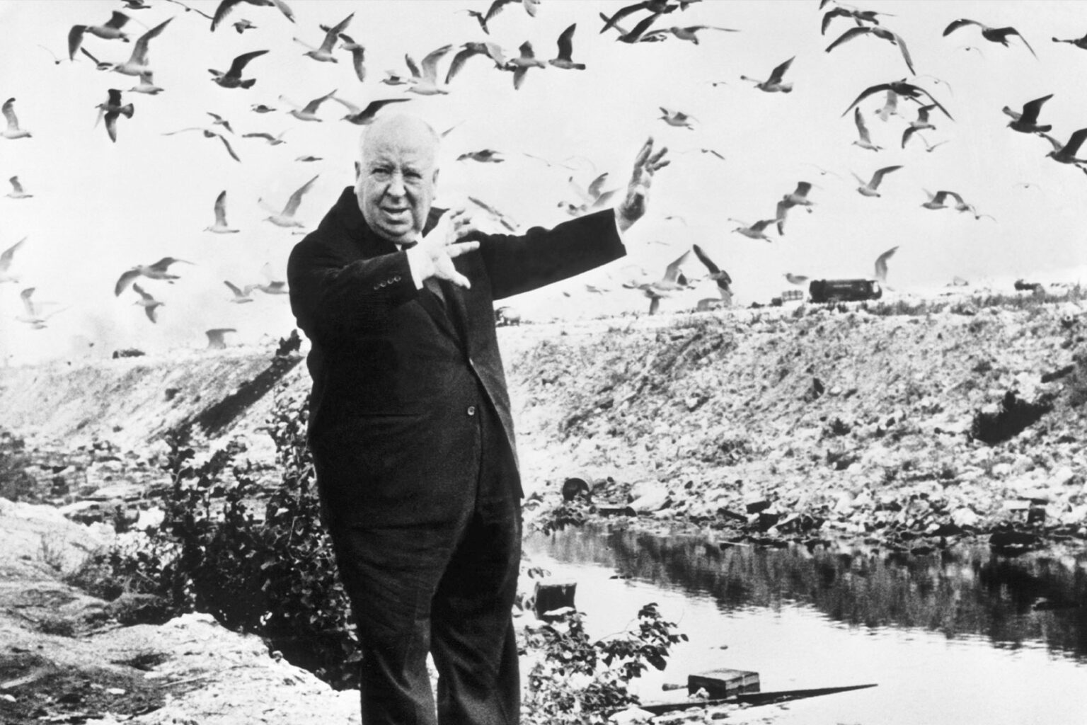 When Hitchcockian horror came true: The 1960s killer bird swarm that ...