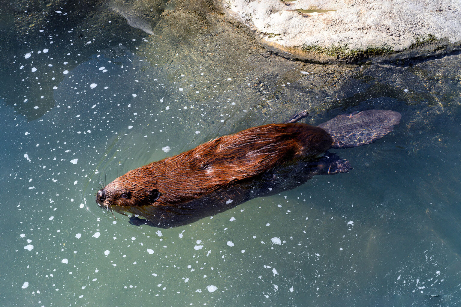 The strange history of how the Catholic Church declared beaver to be a ...