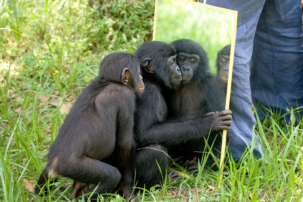 These are the only 8 animals that can recognize themselves in the ...