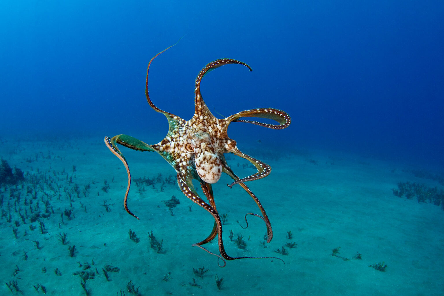 Why the ethics of octopus farming are so troubling - Salon.com