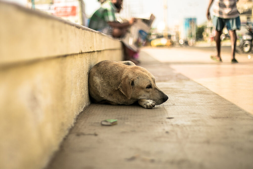 Being a stray is no laughing matter: Experts say abandoned dogs ...