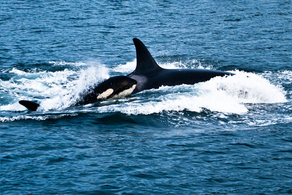 For the first time, an orca was seen raising another whale species ...