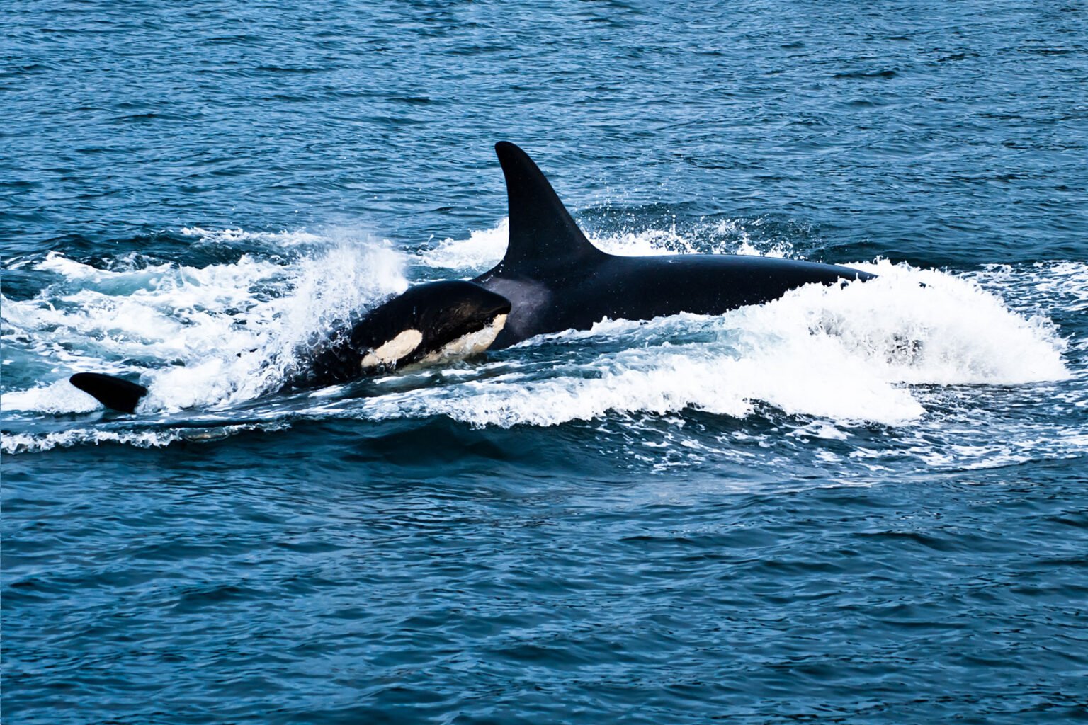 For the first time, an orca was seen raising another whale species ...