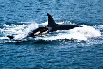 For the first time, an orca was seen raising another whale species ...