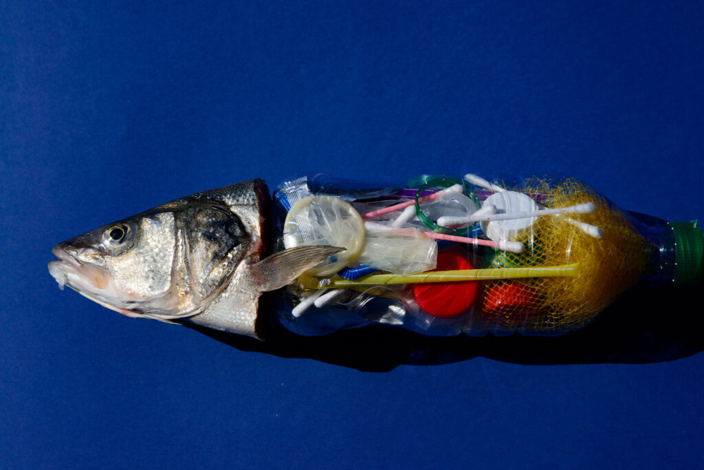 Plastic pollution is filtering up into the fish that we eat - Salon.com