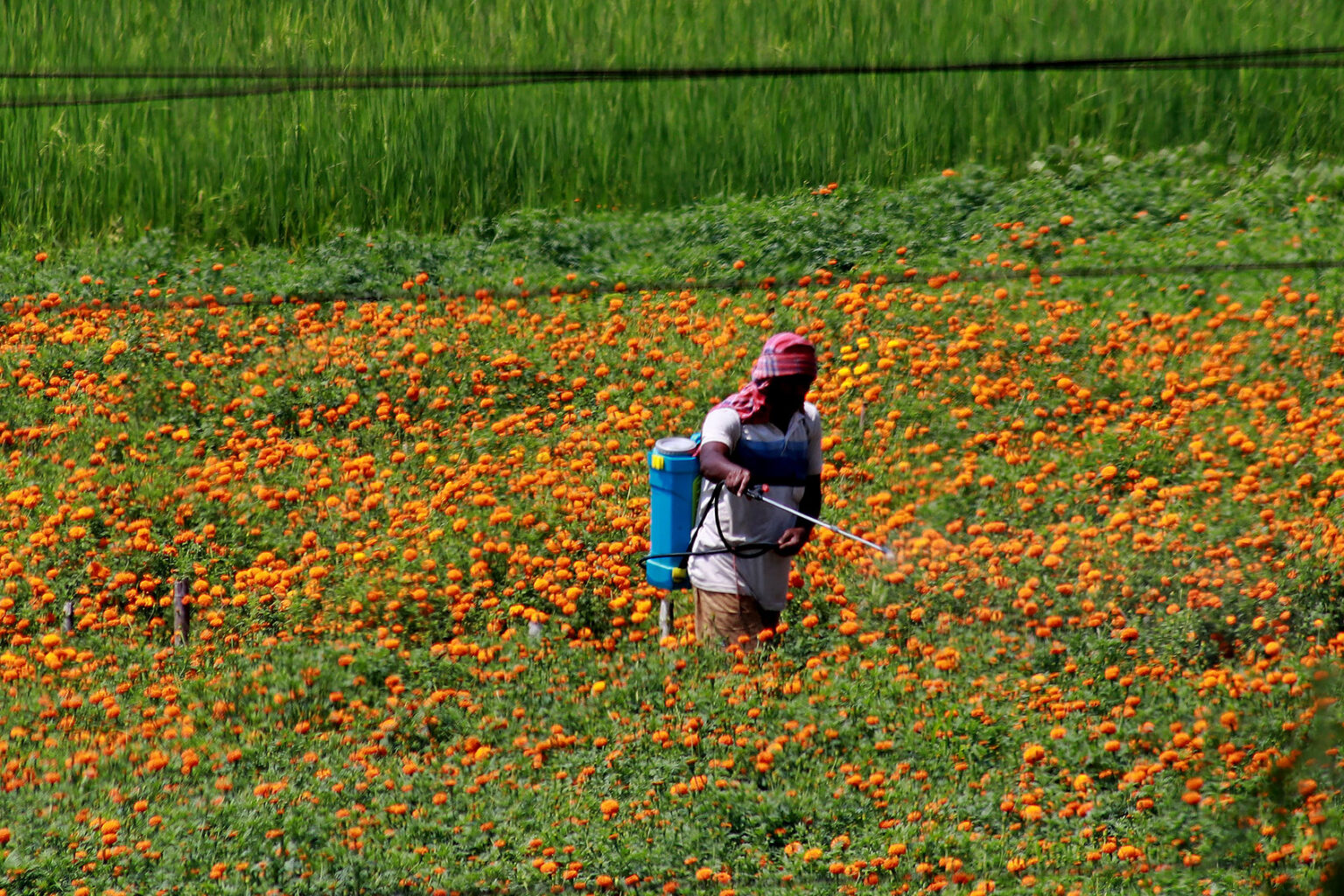 EPA announces new pesticide protection measure applied to 27 animal ...