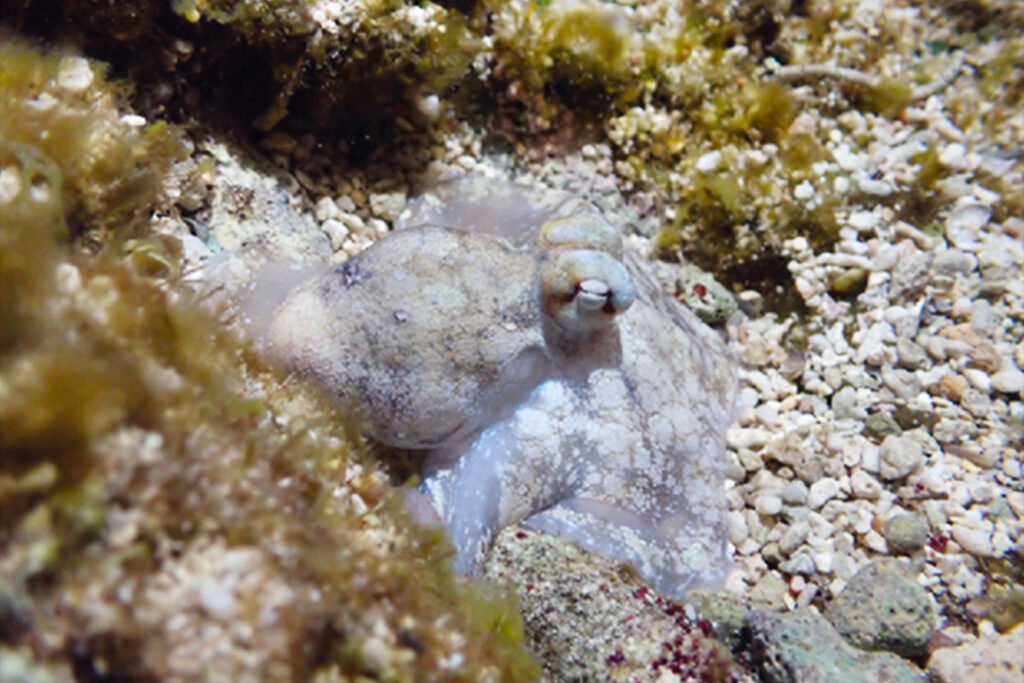 Do octopuses dream of electric eels? Brainwave studies find octopus and ...