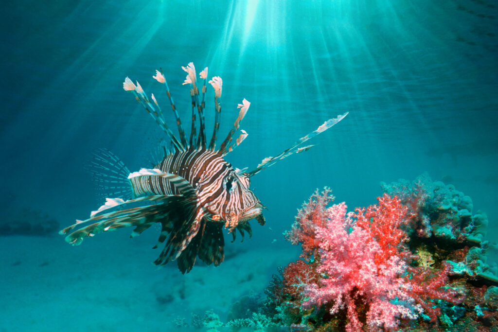 Lionfish are harming our oceans — here’s one (delicious) way to fight ...