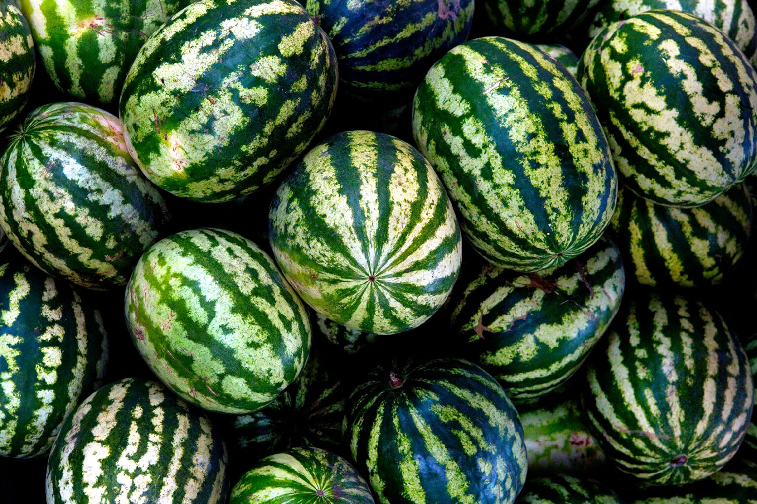 Love watermelons? This summer, be wary of the ones that foam and ...