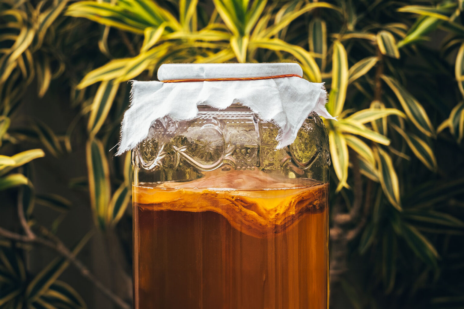 Research suggests that kombucha microbes may mimic the effects of ...