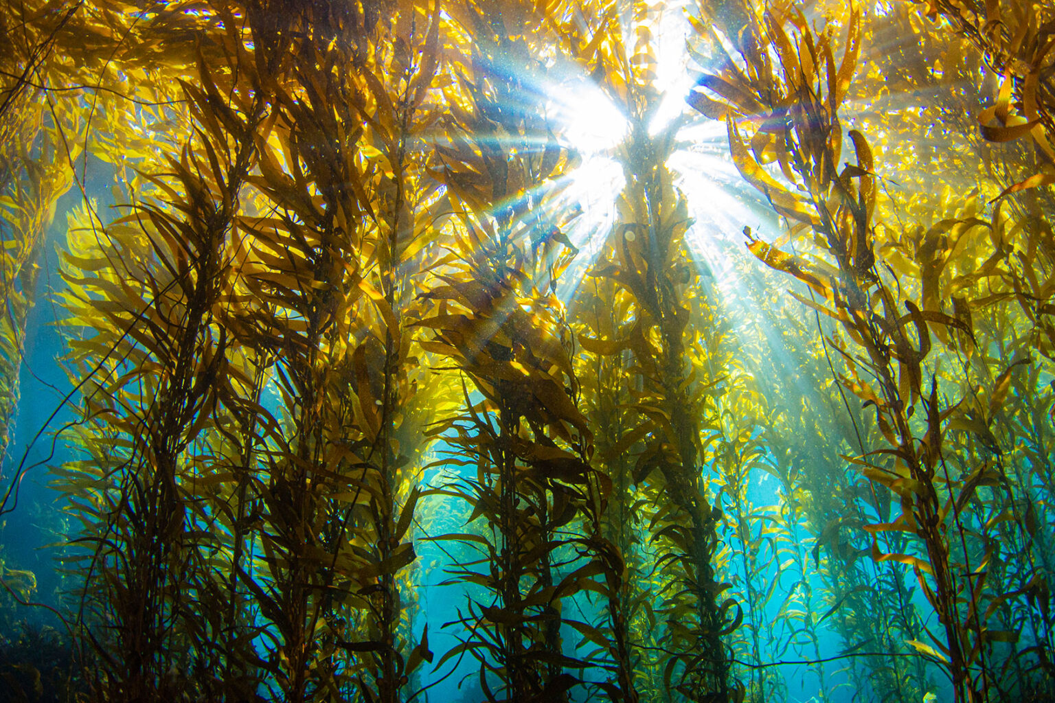 Transforming old oil rigs into seaweed farms could resurrect "dead zones" in the ocean - Salon.com