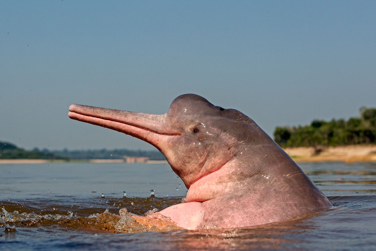 Over 100 dolphins cooked in the Amazon river as climate change heats ...