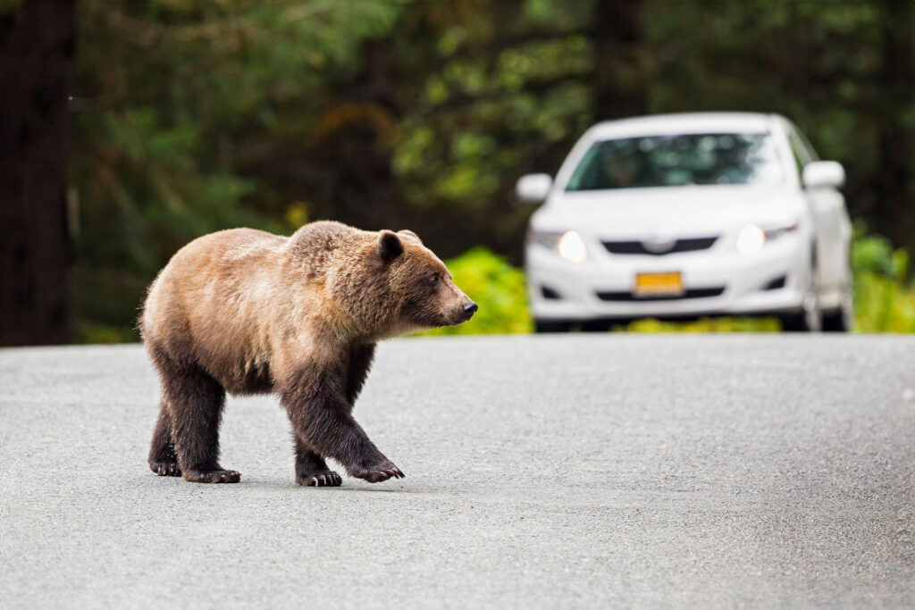 How our roads have become an invasive species - Salon.com